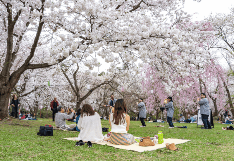 Private & Unique Kanazawa Cherry Blossom Sakura Experience - Tour Highlights