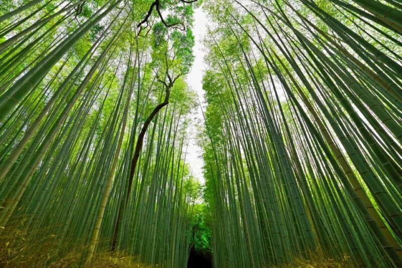 Private West Kyoto Tour With a Local - Itinerary and Highlights