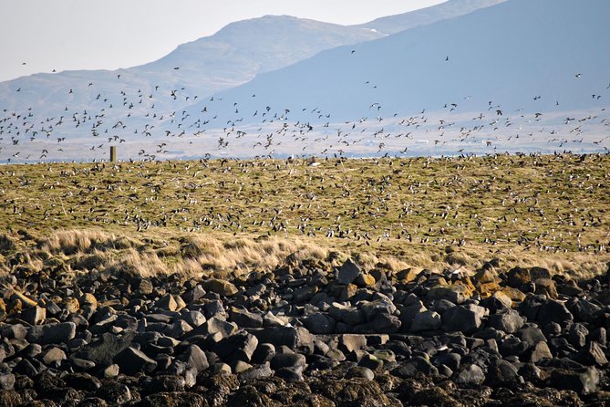 Reykjavik Premium Puffin Tour | Close up and Personal - Boat Specifications