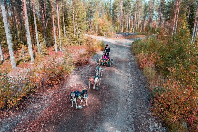 Rovaniemi: 6-10 Km Self-Driving Mushing Husky Safari Tour - Highlights of the Adventure