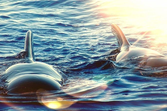 Sailing Yacht on a Private Charter - Onboard Amenities and Hospitality