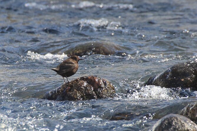 Salmon Watching Experience - Equipment and Rental Options