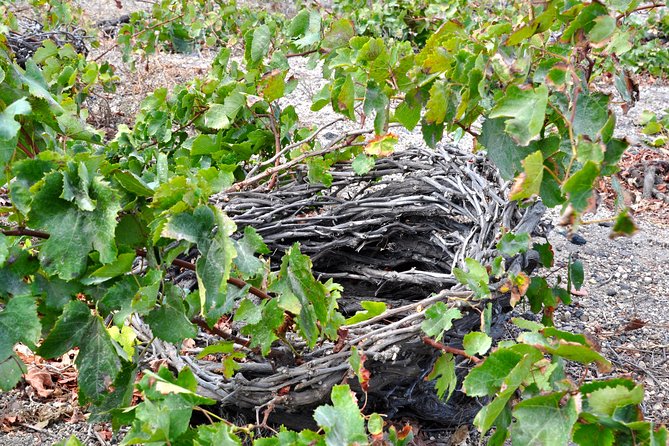 Santorini: 4hr Private Wine Tasting Tour - Itinerary and Tour Details