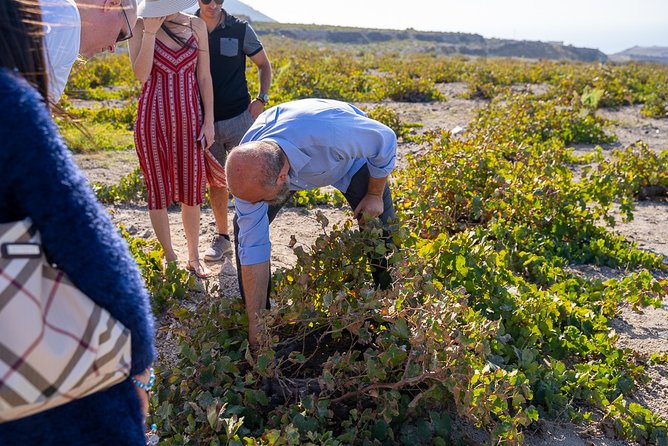 Santorini Wine Roads Tour With Wine Tastings Morning & Sunset - Explore Santorinis Volcanic Wine Varieties