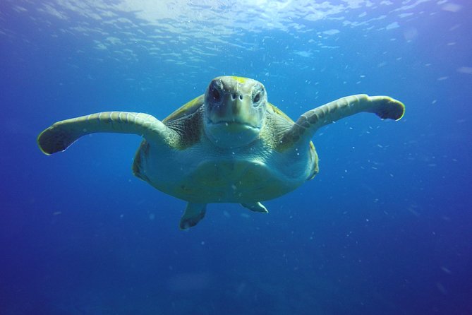Scuba Diving for Certified Divers in Costa Adeje - Exploring the Biologically Diverse Dive Sites