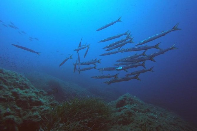Scuba Diving in La Maddalena & Lavezzi Park for Certified Divers. - Underwater Exploration in the Maddalena Archipelago