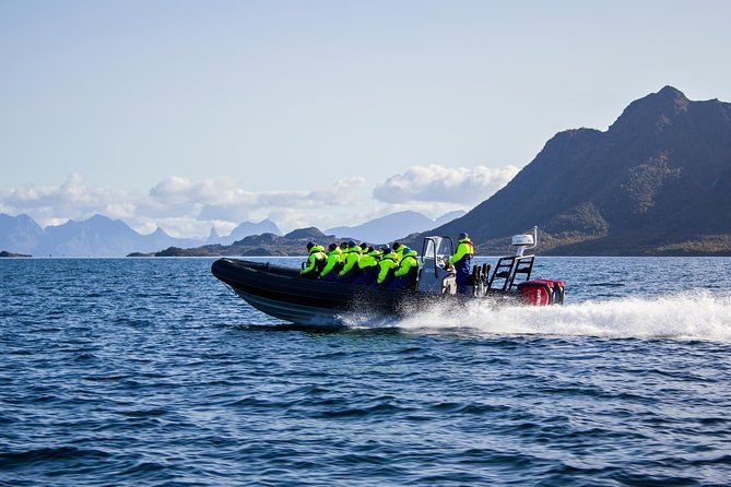 Sea Eagle Safari From Svolvær to Trollfjorden - Spotting the Majestic Sea Eagles