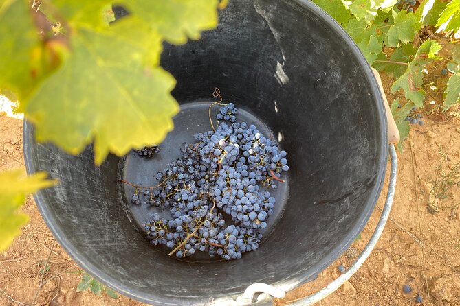 Singular Valencia Wine Tour Utiel Requena Wineries - Exploring the Winemaking Process