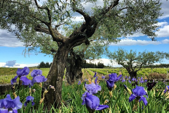 Small-Group Half-Day Languedoc Wine and Olive Tour From Montpellier - Discovering the Art of Winemaking
