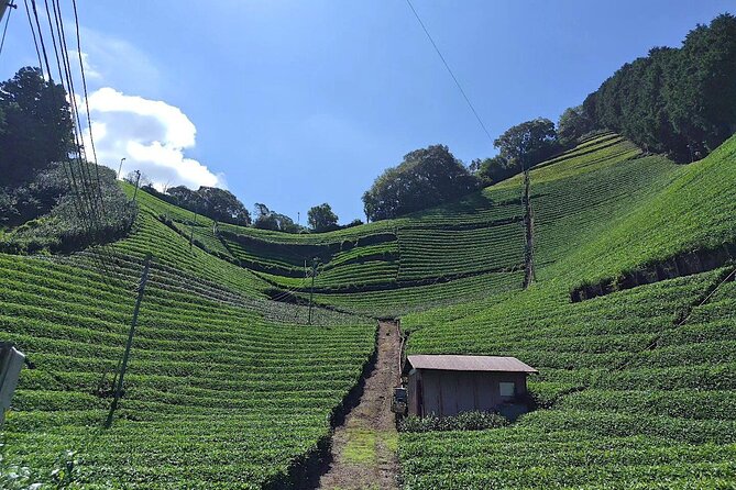 Small Group Japanese Green Tea Tasting in Shizuoka - Included Services