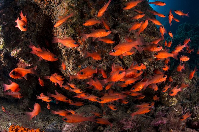 Snorkeling With Marine Biologist Expert From Sorrento - Discovering Underwater Ecosystems