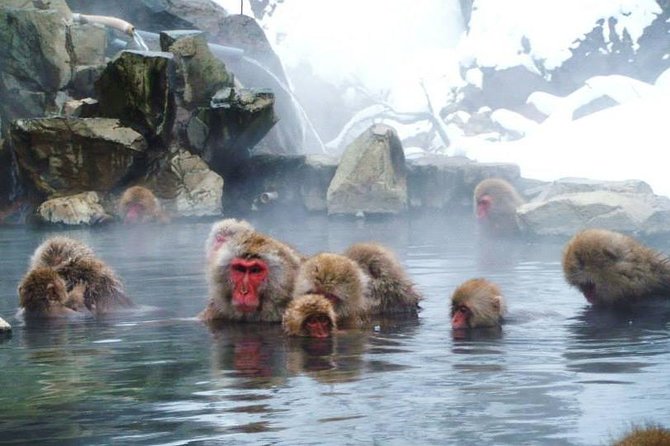 Snow Monkey in Jigokudani Yaen-koen & Obuse Town - Hokusai Katsushika Museum: a Glimpse Into the Masters Work