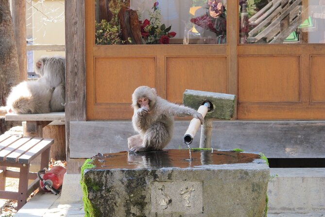 Snow Monkey & Shibu Onsen Private Tour (Nagano, Nozawa, Myoko) - Meeting and Pickup