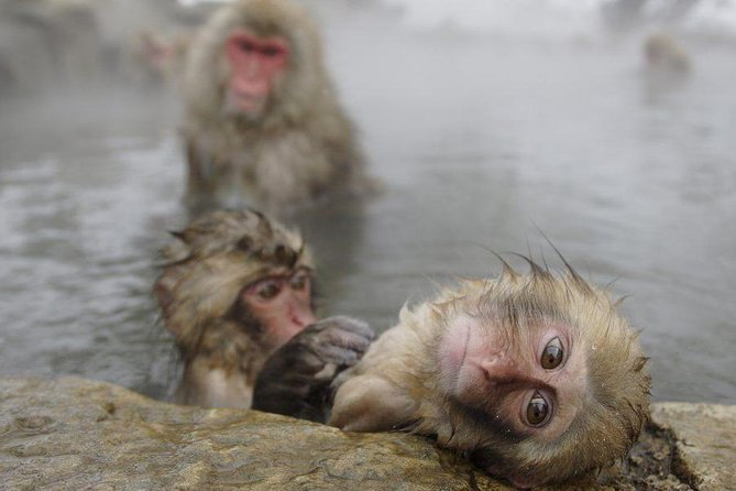 Snow Monkey, Shiga Kogen Roman Museum With Lunch Buffet - Inclusions and Itinerary