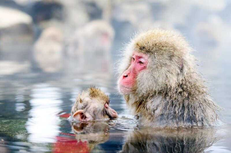 Snow Monkeys, Nagano, Zenkoji Temple & Sake Day Trip - Itinerary Highlights