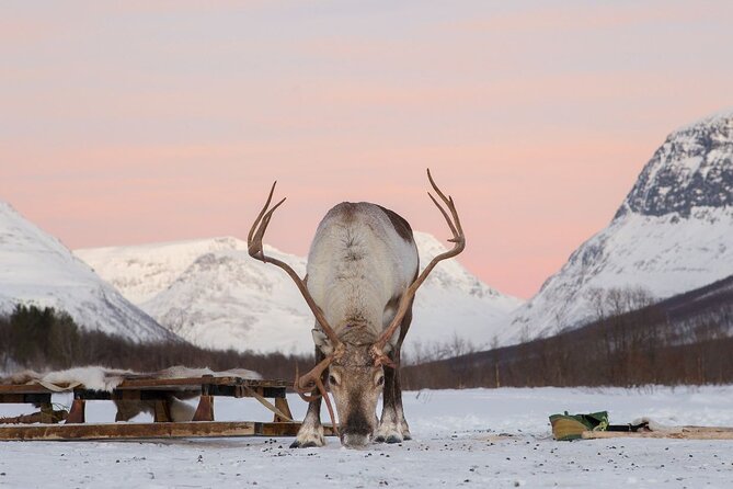 Snowmobiling , Tromsø Ice Domes Snow Park, and Reindeer Visit - Snowmobiling Adventures in the Arctic