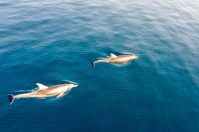 Stand Up Paddle With Dolphins Review - Meeting Point and Parking Information