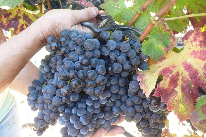 Sunset Tour With Visit and Guided Tasting of 5 Wines and Local Products - Tasting Menu