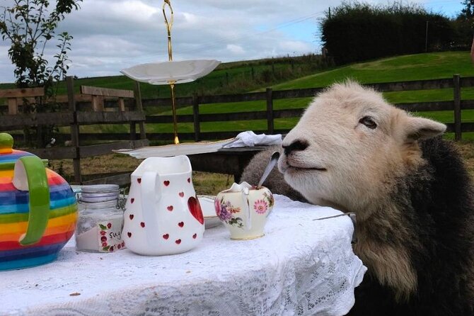 Tea With Naughty Sheep - Sample Menu