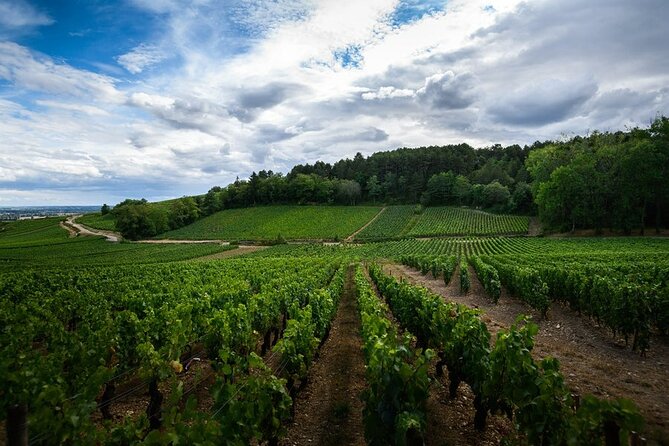 The Beautiful Escape, The Cellar Armand Heitz - Wine Tasting Offerings
