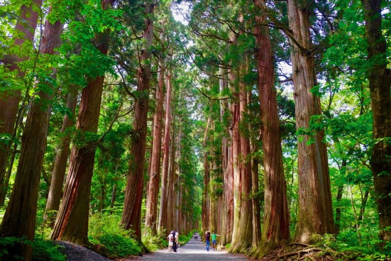 Togakushi Shrine Hiking Trails Tour With Soba in Nagano - Itinerary and Highlights