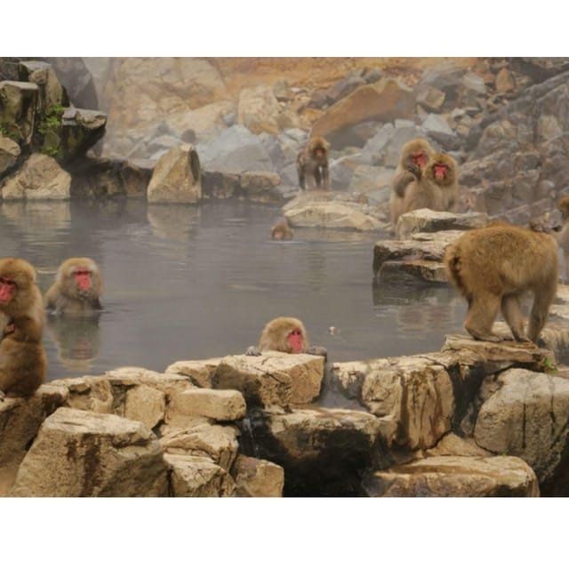 Tokyo: Instagramable Snow Monkey & Nagano Private Day Tour - Jigokudani Monkey Park