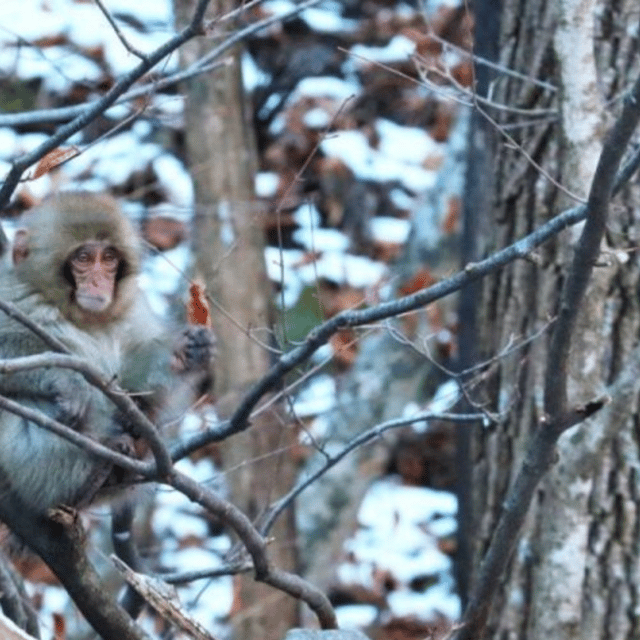 Tokyo: Snow Monkey Park and Zenkoji Temple Private Day Tour - Itinerary Highlights