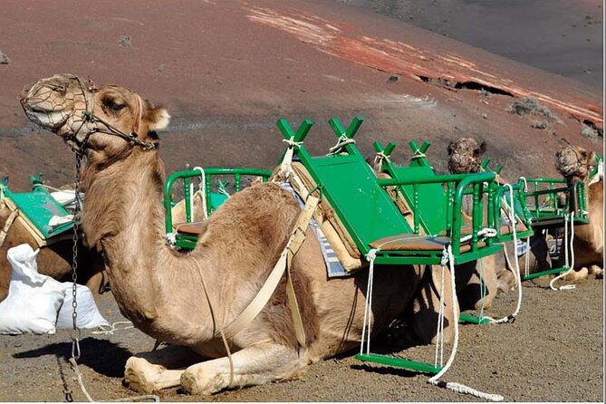 Tour to Timanfaya, La Geria, and La Laguna Verde - Wine Tasting and Culinary Delight