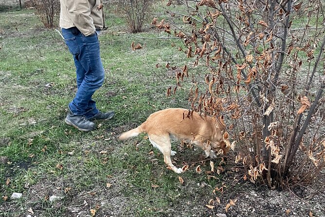 Truffle Hunting in Kyustendil - Highlights of the Truffle Hunting Experience