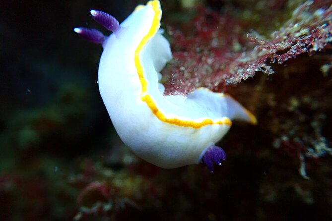 Try Scuba Diving in Arrabida Natural Park Review - Scuba Diving Experience