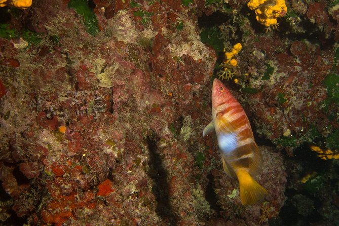 Try Scuba in Crete With Free Certification and Underwater Photos - Accessibility and Accommodations