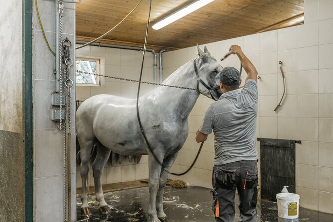 Vienna Horse-drawn Carriage Guided Tour - A Peek Into the Horse Stables: Where It All Begins