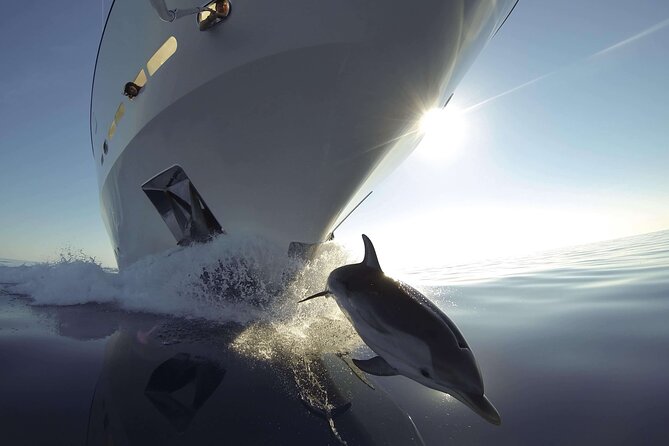 Vrsar, Lim Fjord and Rovinj Day Tour by Boat With Drinks - Wildlife Viewing Opportunities