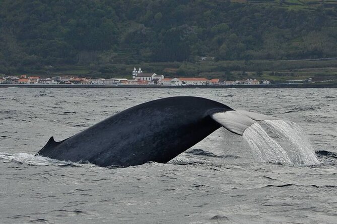Whale and Dolphin Watching in Pico Island - Half Day - Pricing and Inclusions