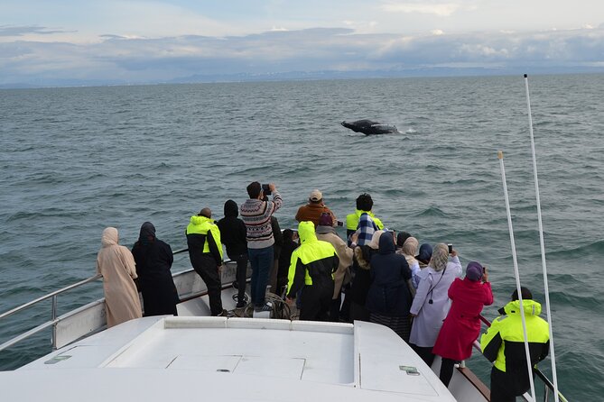 Whale Watching & Dolphin Yacht Cruise Review - Amenities and Comfort