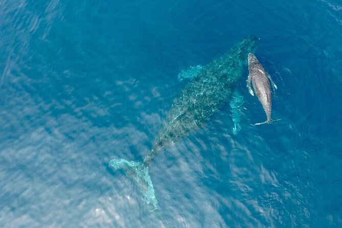 Whale Watching in Okinawa - Pickup Points and Schedule
