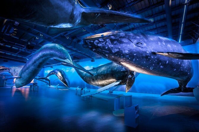Whales Of Iceland Admission Ticket - Exhibition Features
