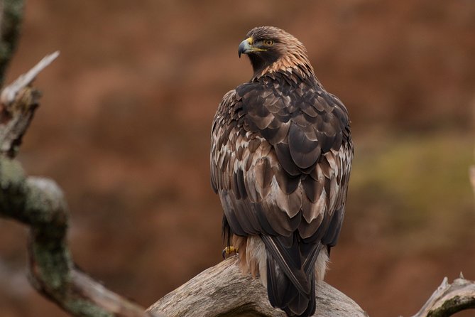Wildlife Watching Safari by Vehicle & Walks / Photography Workshops With a Guide - Unique Wildlife Encounters