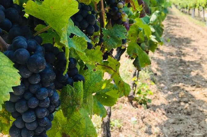 Wine Tour Konavle - Winery and Heritage