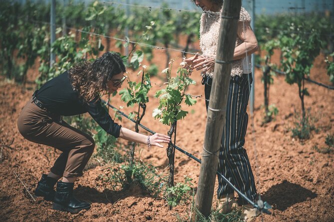 Wines and Typical Products in the Lands of Frederick II - Inclusions