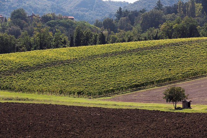 Winetour and Tasting on Bologna Hills, Guided by the Wine Grower - Inclusions and Pricing