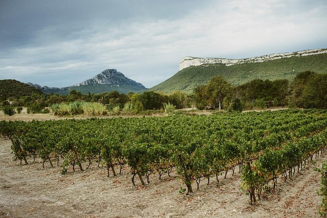 Winetour & Food Experience in Pic St Loup - Meeting and Pickup Information