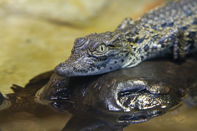 Zaragoza Aquarium Admission Ticket Review - Accessibility and Visitor Information