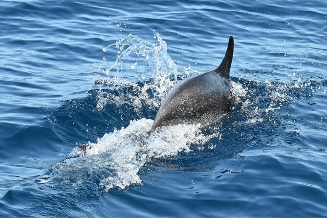 3-Hour Cetacean Watching Tour Review - About Your Stay