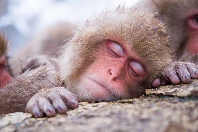 1-Day Snow Monkeys & Zenko-ji Tomyo Lantern Festival Tour - Meeting and Pickup