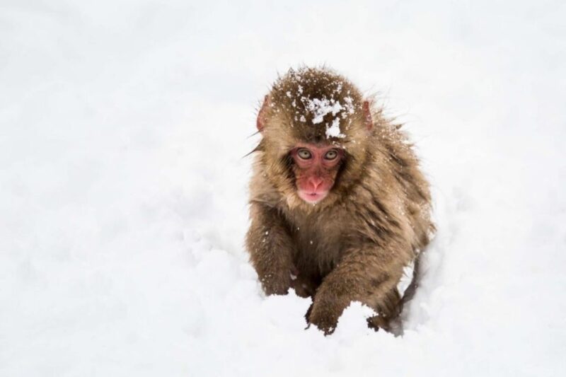 1 Day Tour: Snow Monkeys & Snow Fun in Shiga Kogen - Highlights and Activities
