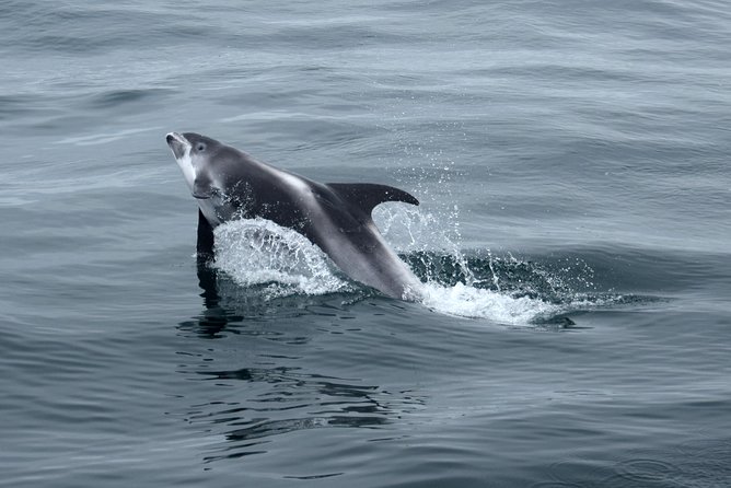 2-Hour RIB Boat Whale Watching Tour From Reykjavik - Wildlife Sightings and Guarantees