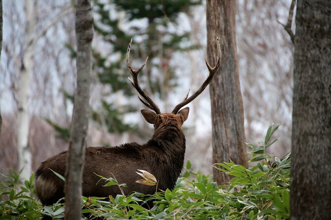 3.5hours Primeval Forest Snowshoe Hike and Wildlife Watching Tour - Health and Safety Requirements