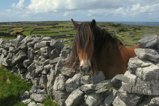 3-Day Southern Ireland Tour Including Galway and Kerry From Dublin - Traveler Experiences and Feedback