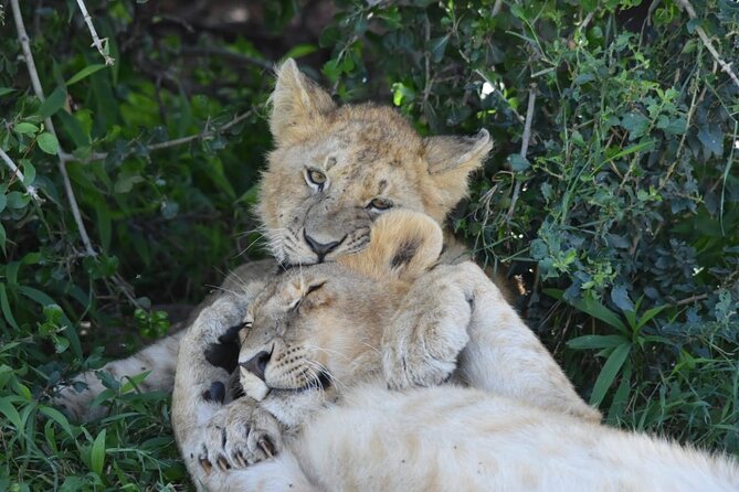 3 Days Masai Mara Camping Safari - Pickup and Meeting Details